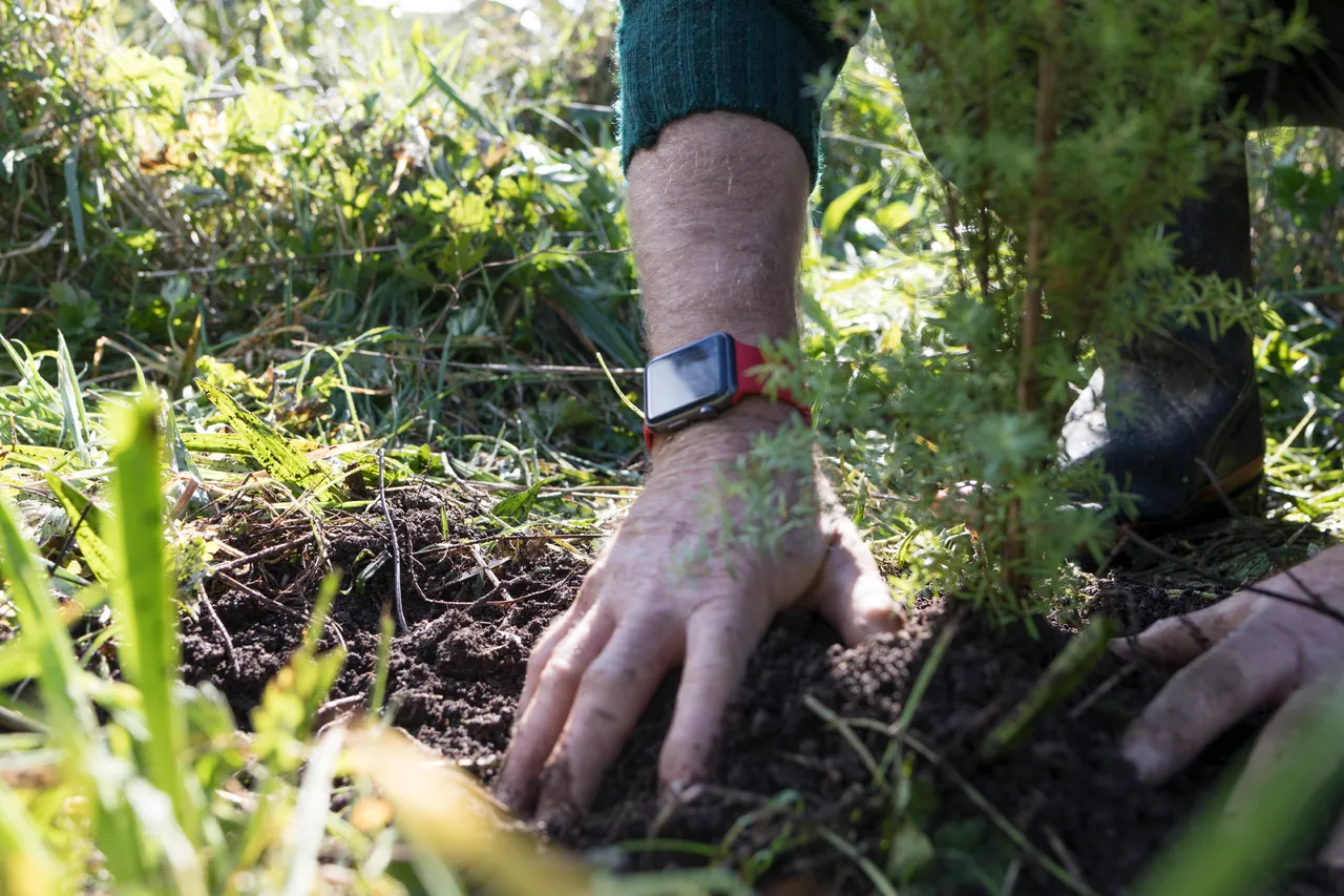 New Zealand Story Toolkit - Hands planting native tree