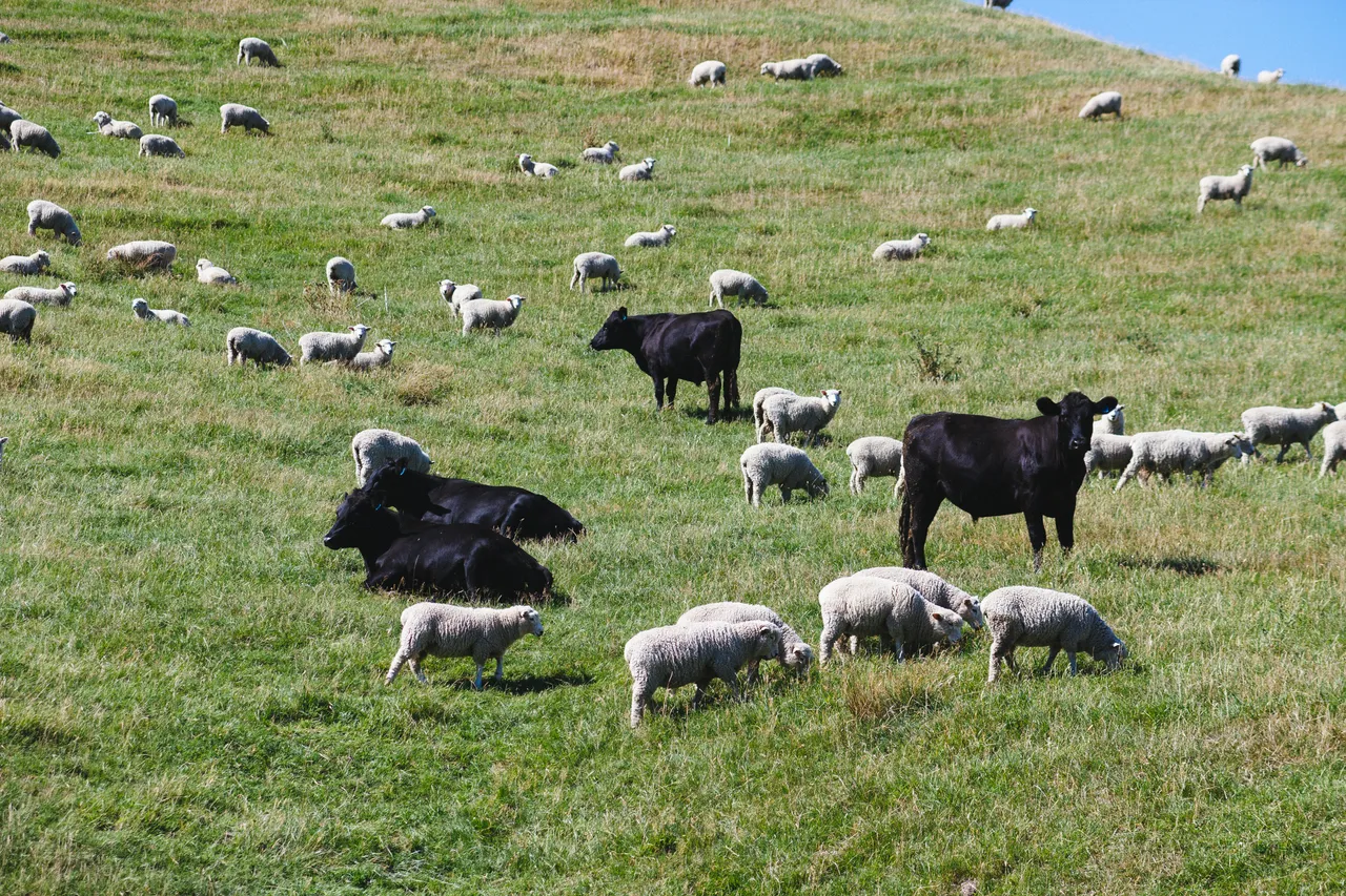 Cross Grazing