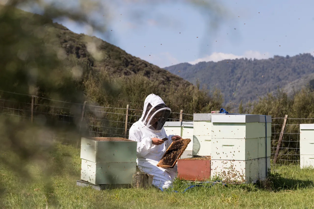 New Zealand Story Toolkit - Bee keeper checking on bee hive