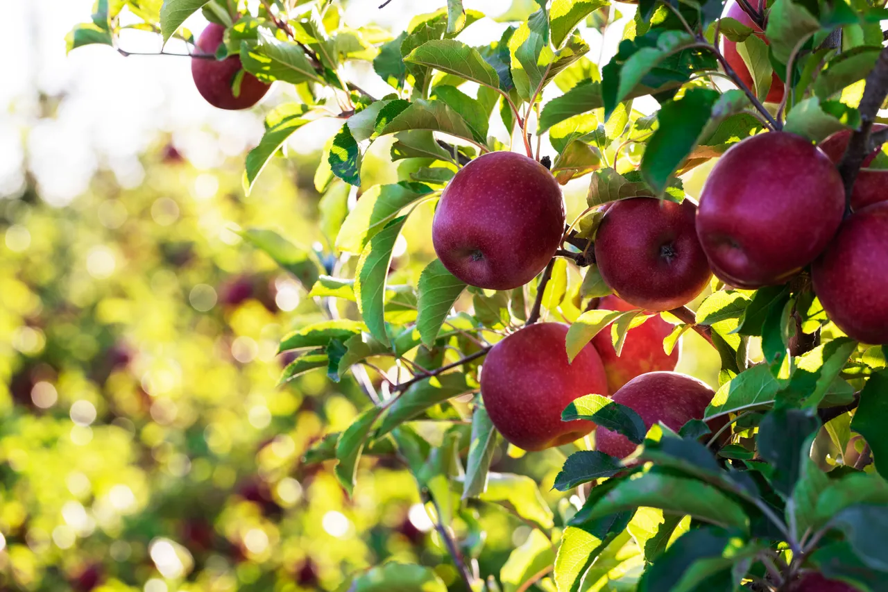 New Zealand Story Toolkit - Apples on tree close up