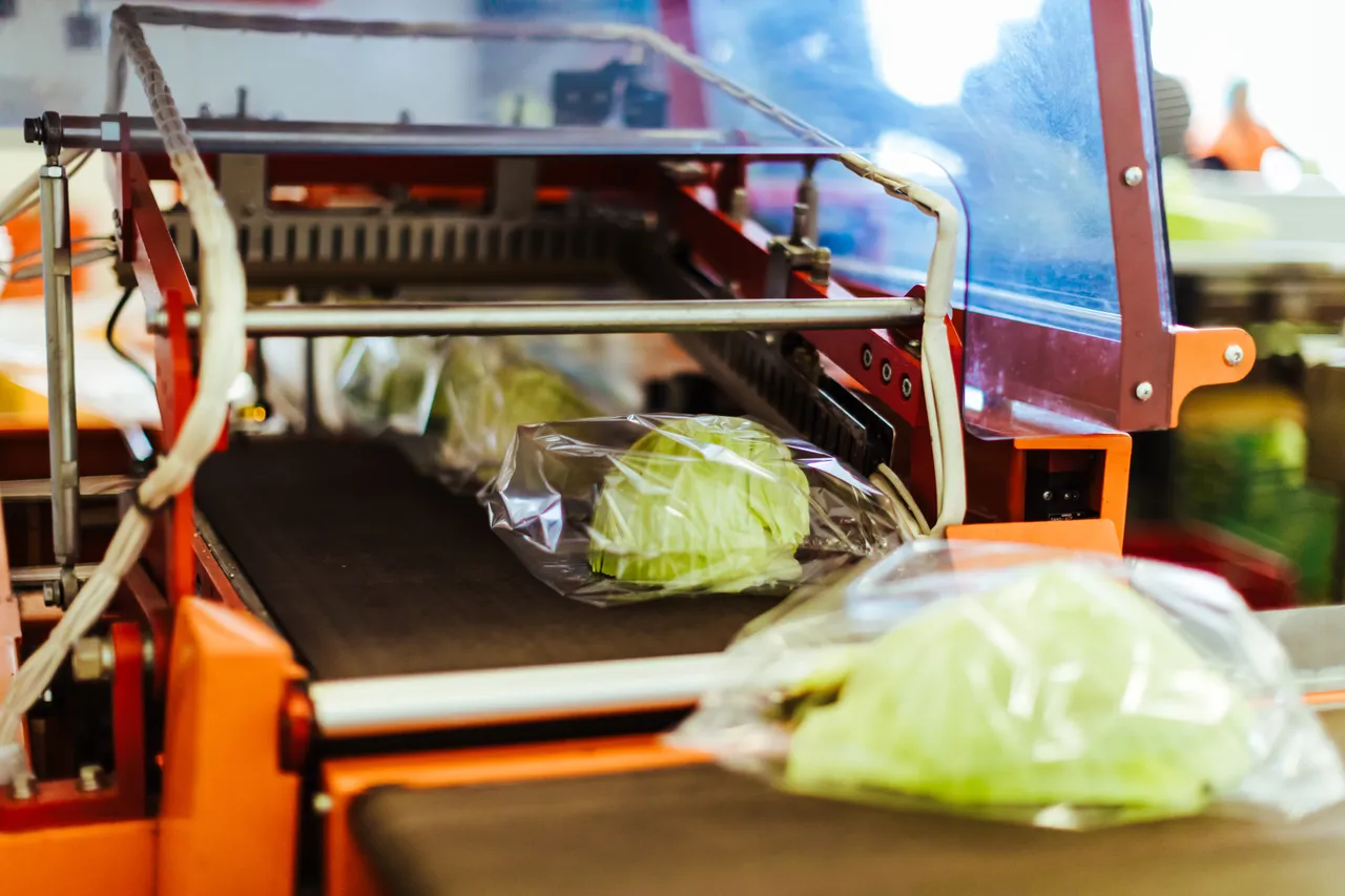 New Zealand Story Toolkit - Processing cabbage