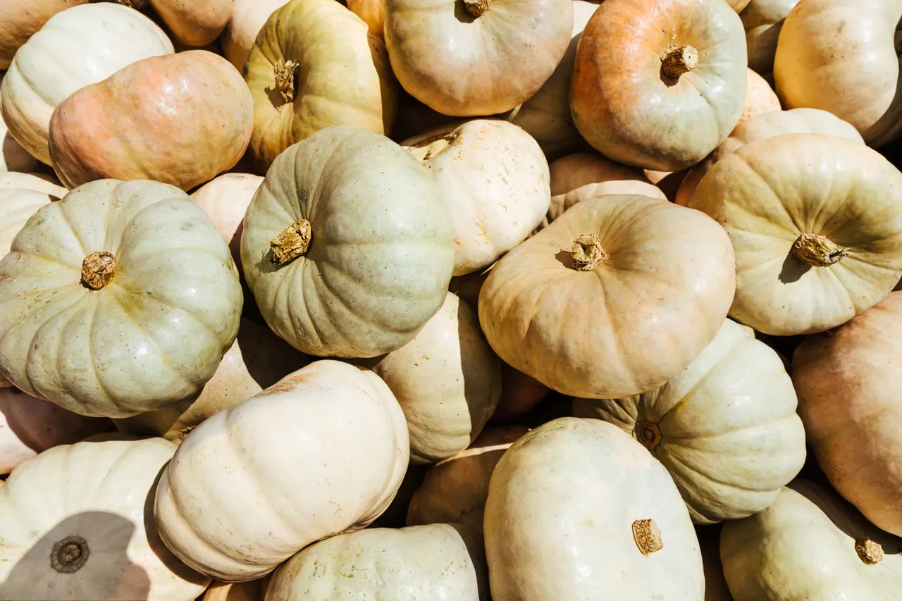 New Zealand Story Toolkit - Processing pumpkins