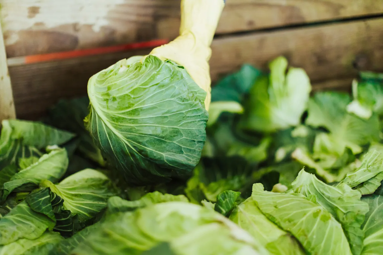 New Zealand Story Toolkit - Selecting cabbage