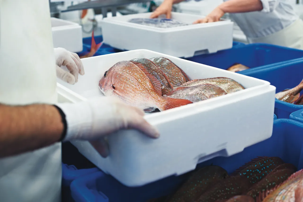 New Zealand Story Toolkit - Best Grade Snapper