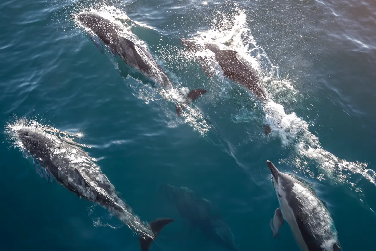 Tourism NZ Visual Library - Kaikoura, Canterbury