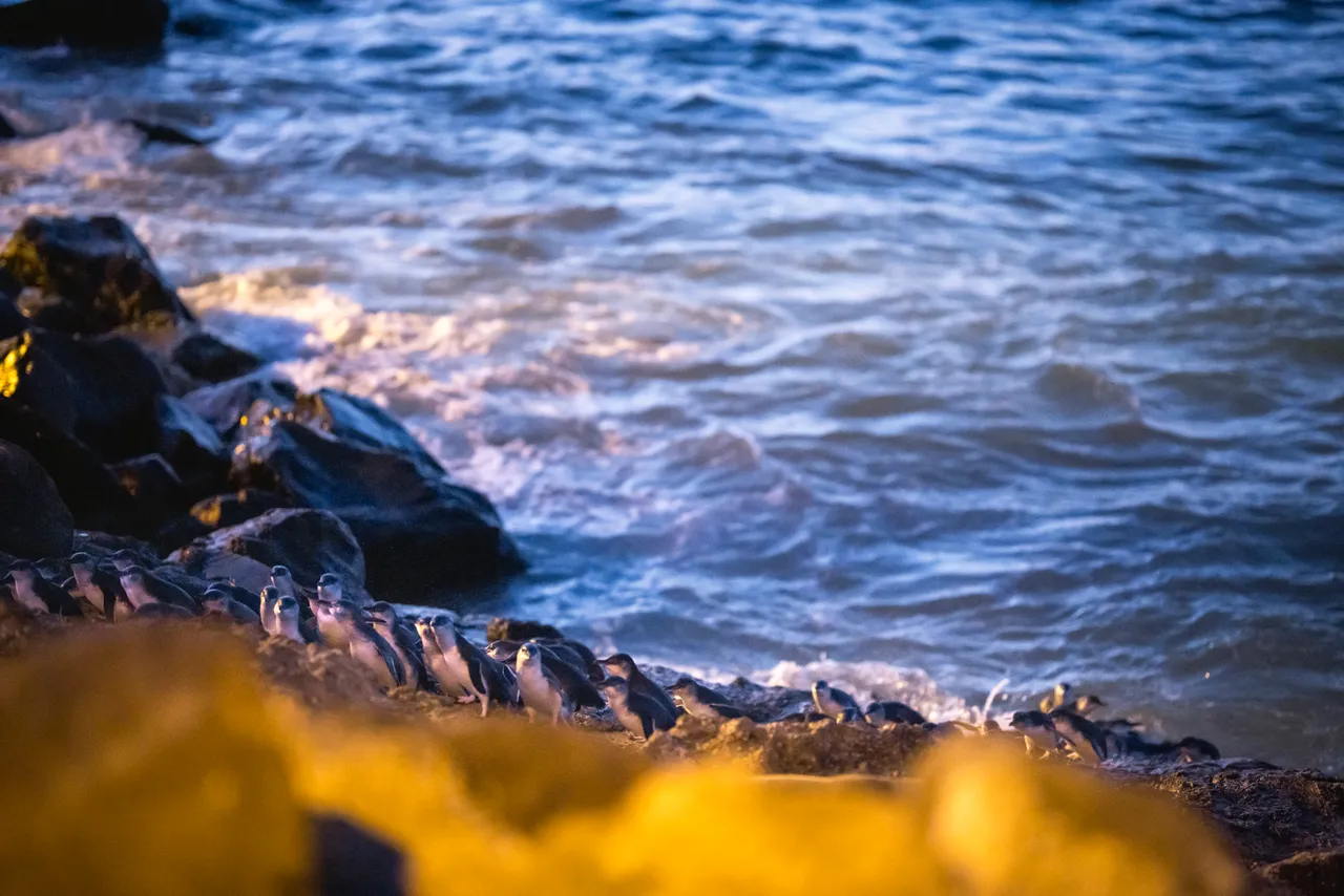 Tourism NZ Visual Library - Oamaru, Otago