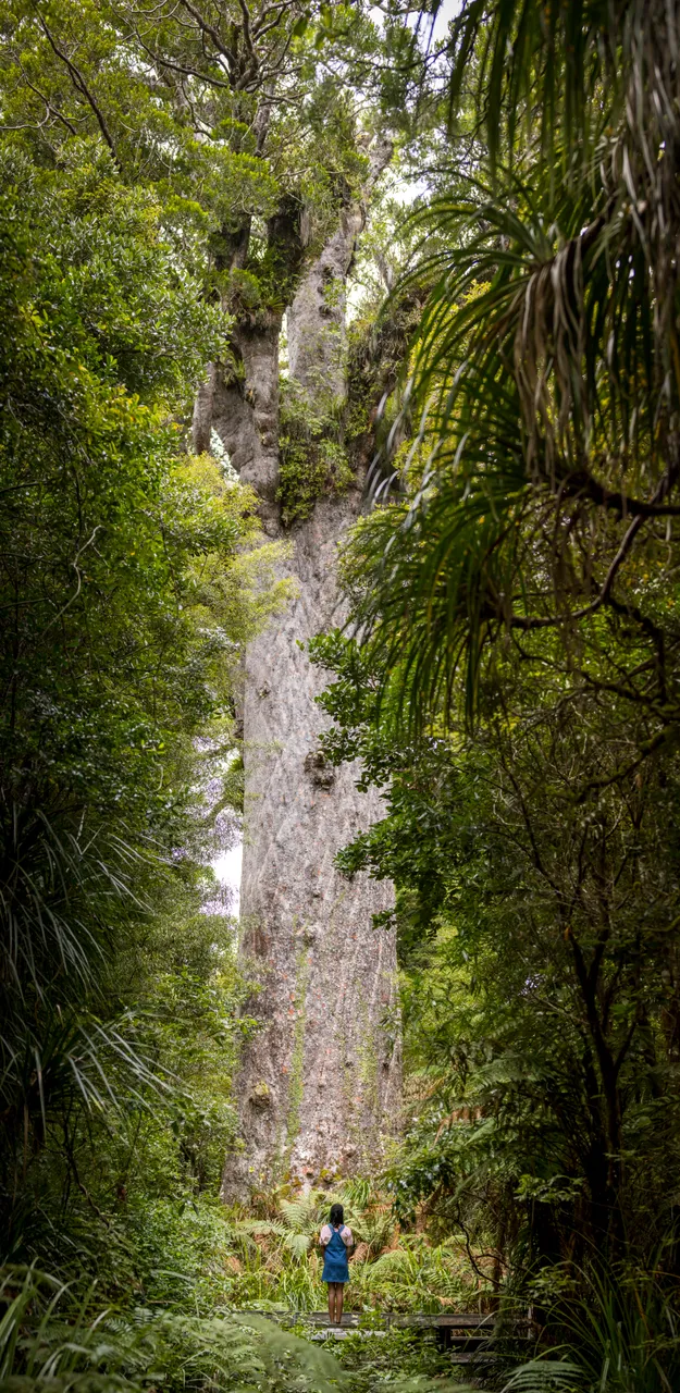 Tourism NZ Visual Library - Waipoua Forest, Northland