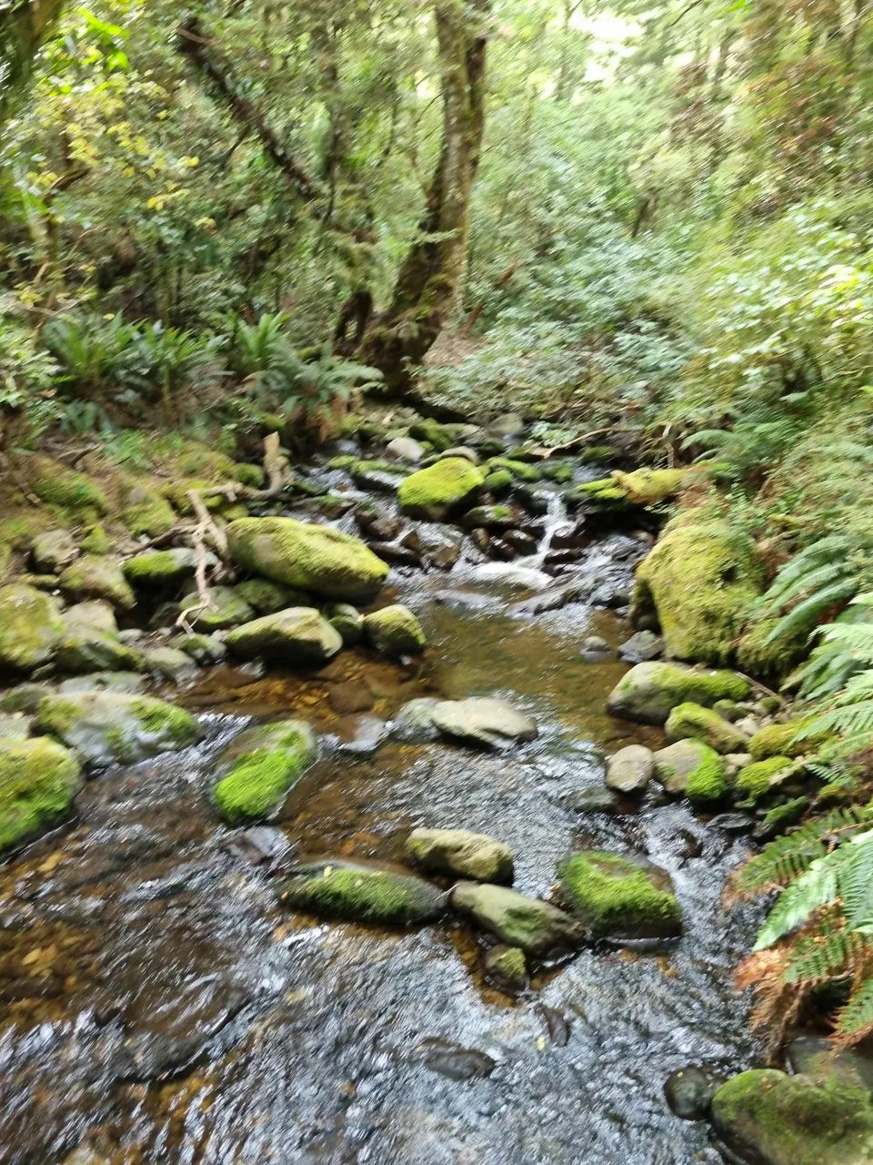 Clutha NZ Visual Library - Black Gully, Tapanui #7