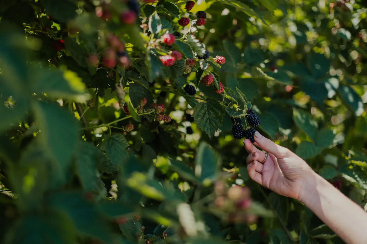 Berry Picking