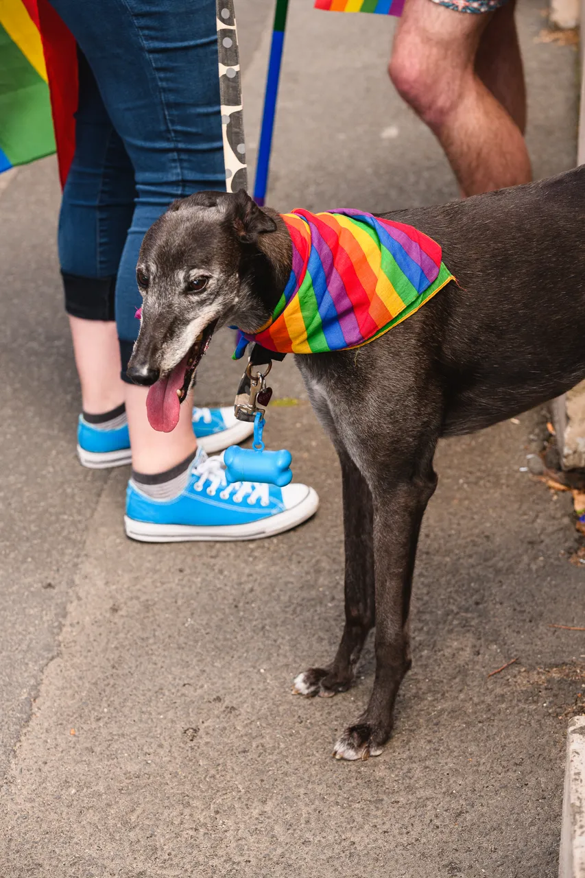 Tasmanian Partner Toolkit - Tas Pride Parade