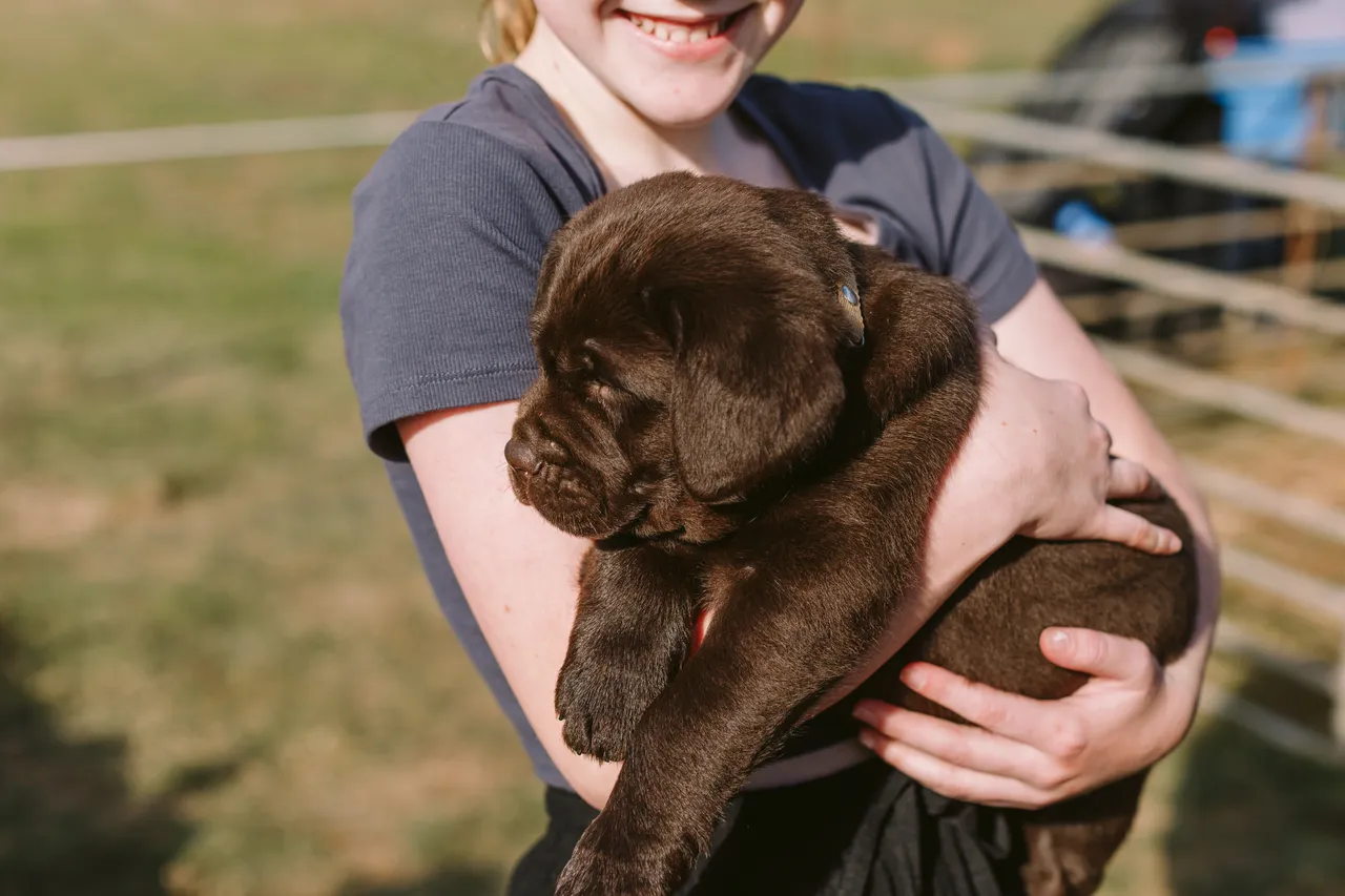 Tasmanian Partner Toolkit - Puppy at Agfest