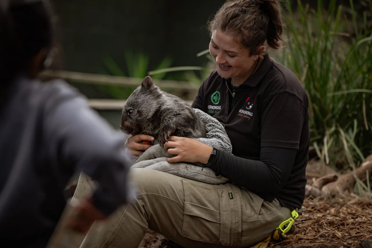 Tasmanian Partner Toolkit - Wombat at Bonorong Wildlife Sanctuary