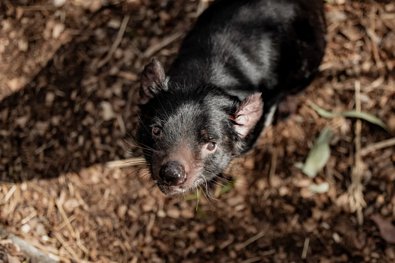 Tasmanian Partner Toolkit - Tasmanian Devil at Bonorong Wildlife Sanctuary