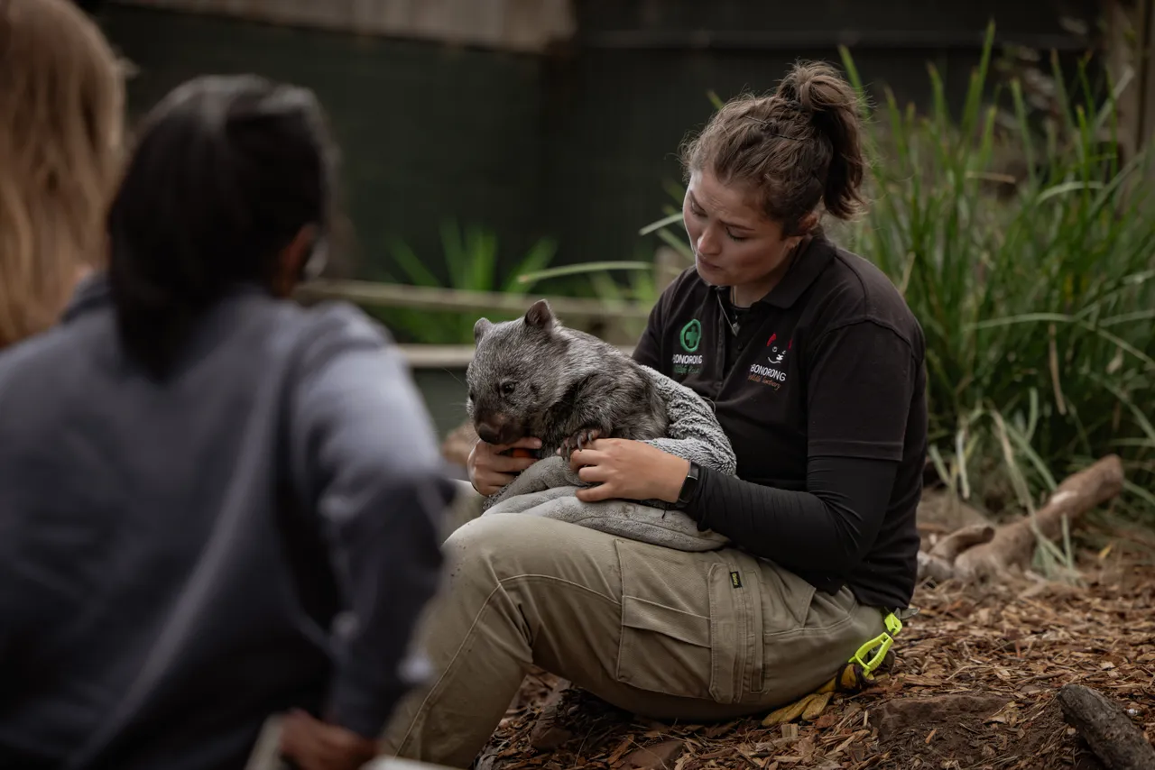 Tasmanian Partner Toolkit - Wombat at Bonorong Wildlife Sanctuary