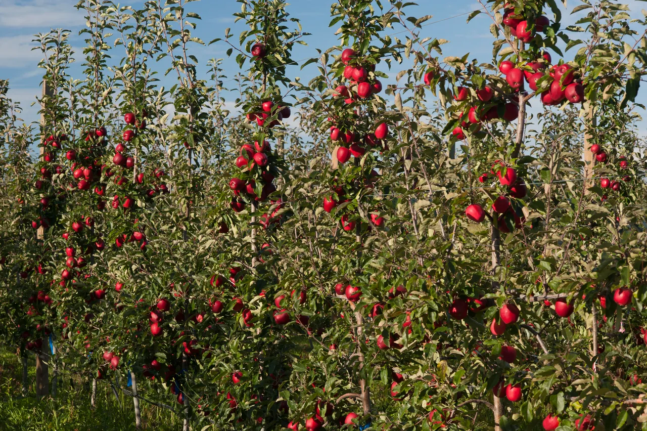 Breeze tree with apples on 6