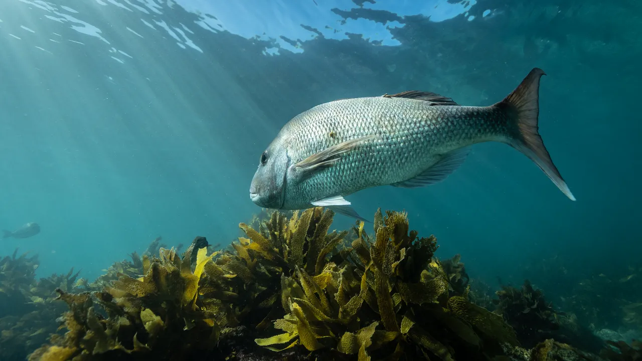 Project Kahurangi Visual Library - Goat Island Marine Reserve